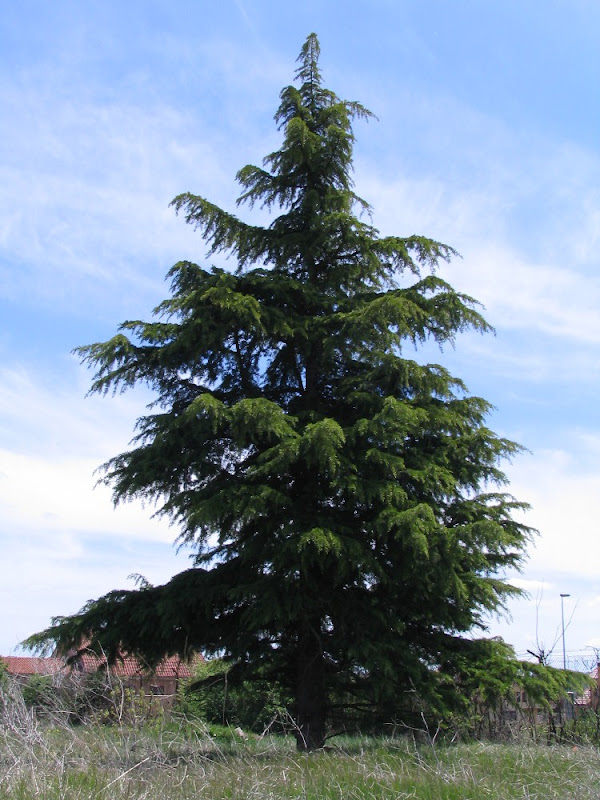 Naturaleza y Medio Ambiente: Cedro del Himalaya (Cedrus deodara)