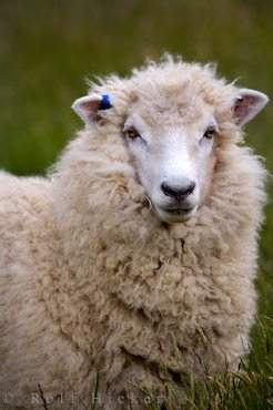 Rayos ng Liwanag1 (Katuruang Cristo) Bible Ministry: SIMBOLISMO NG TUPA ...