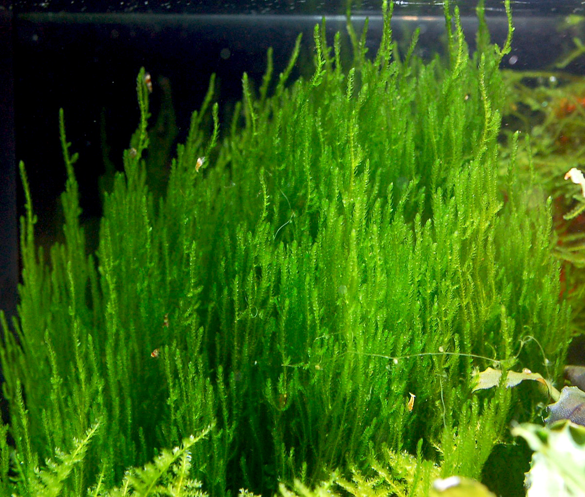 Aquatic Mosses.: Flame moss