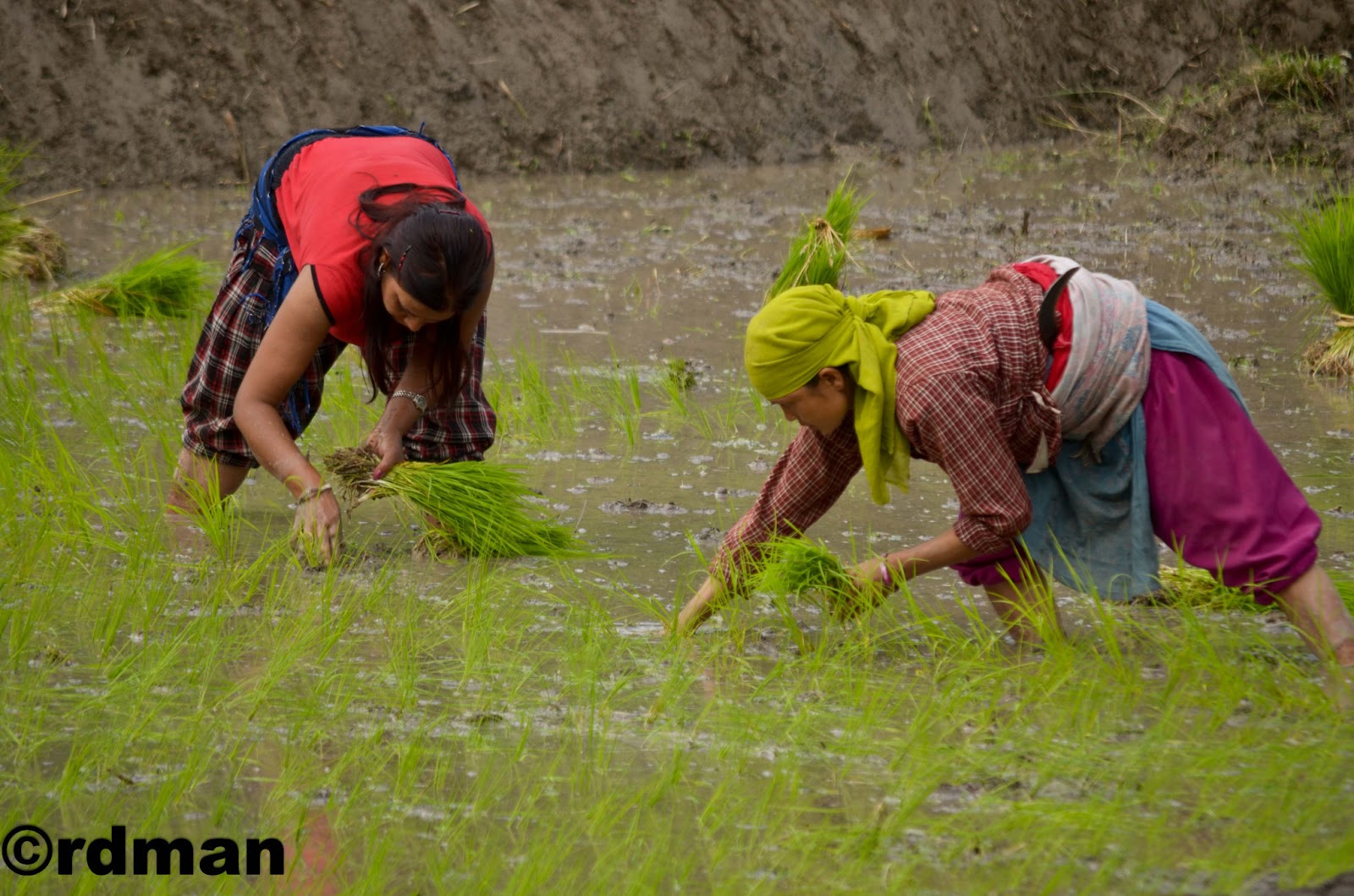 Ashar 15 photos #ropayi #greenktm | RDMAN