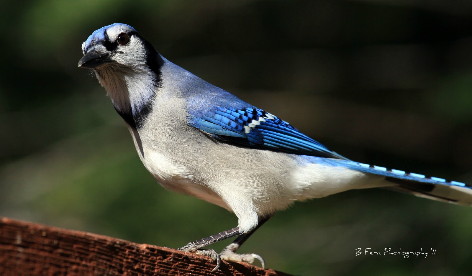 photograph: Blue Jay and changing of the leaves...