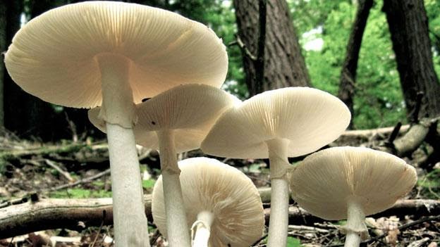 Jamur Bulan Bisa Dimakan - Perumperindo.co.id