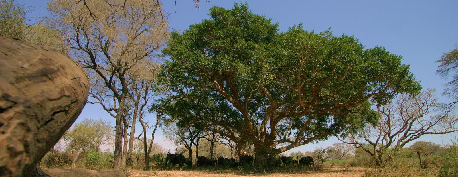 Tintswalo Ranger's Blog: Walking in the Manyeleti