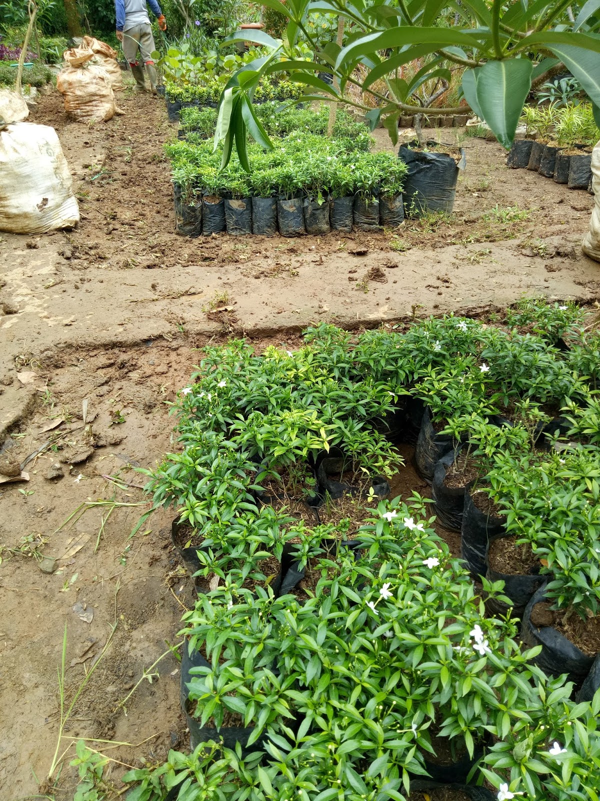 TANAMAN SABRINA ~ SINOX NURSERY