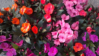 Plantas Vimeplant: Impatiens, Périco o Alegría de la casa