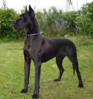 Razas de perros: Gran Danés