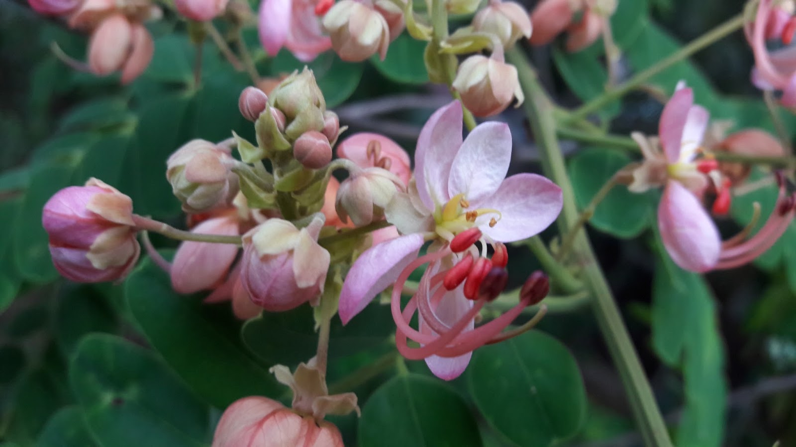 Cassia roxburghii or Ceylon Senna