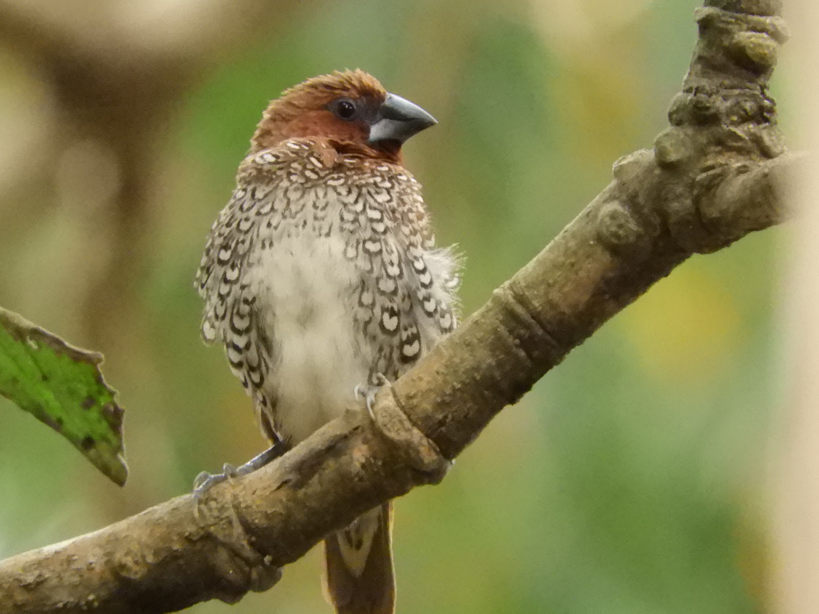 Scaly Breasted Munia :: A Social Bird of Manas