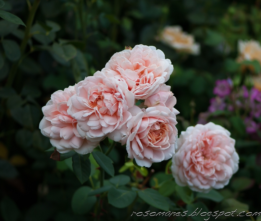 A Rose is a Rose...: Midsummer Roses