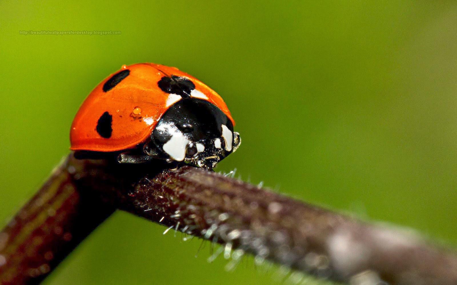 Beautiful Ladybugs Macro wallpapers