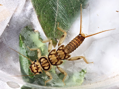 Aquatic Insects of Central Virginia: Finally sunshine -- finally back ...