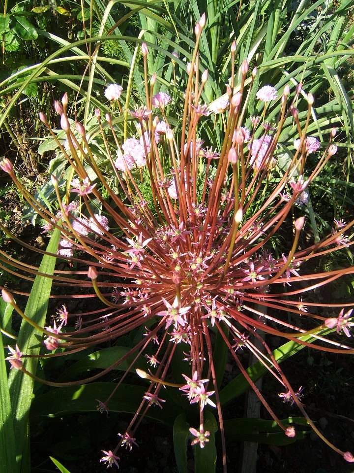 Allium schubertii