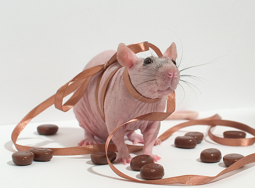 Sphynx Rats for Sale by Breeder: Sphynx Rats for Sale!