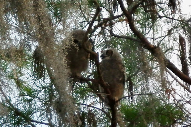 Two Old Birders: How they've grown!