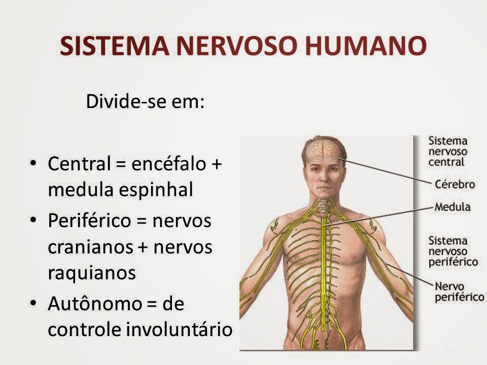 Biologia Com A Professora Edilene Sistema Nervoso