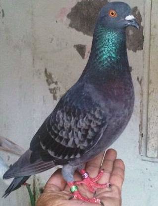 SPESIALIS MERPATI: MERPATI BALAP TINGGIAN ATAU KOLONGAN