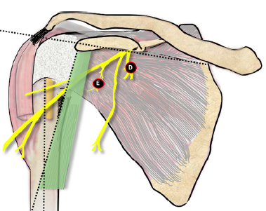 Lower Subscapular Nerve