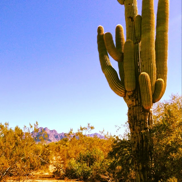 Moore Minutes: Our Thanksgiving under the Arizona sun: a story of ...