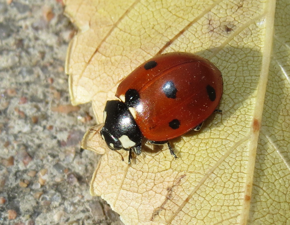 Bug Eric: ID Tip: Seven-spotted or Nine-spotted Lady Beetle?