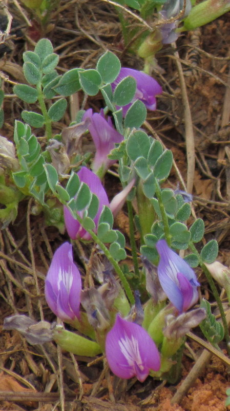 RV4EVER: Bryce Canyon National Park - Flowers