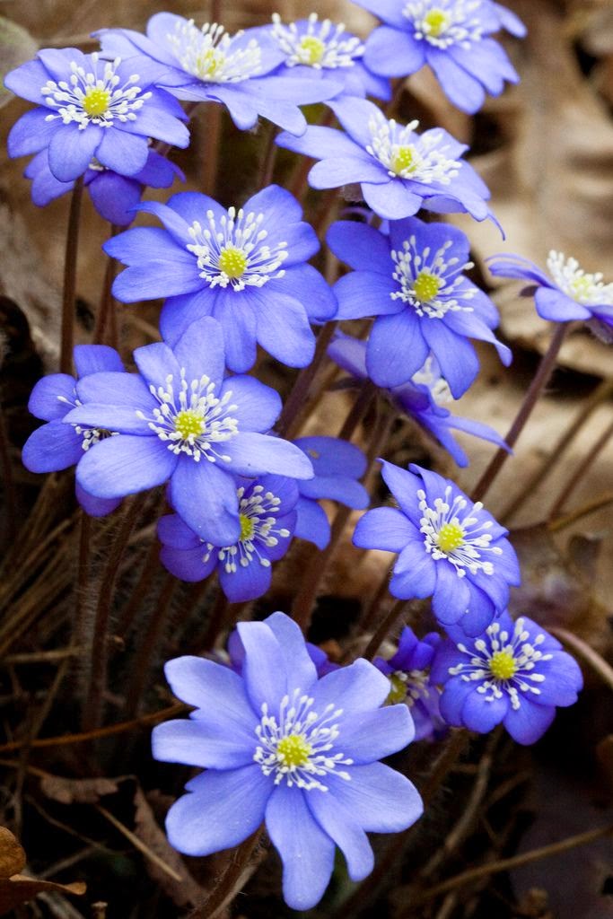 Hepatica....... Might be my new favorite flower...!!!! - Flowers Gardens