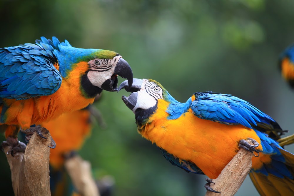 SESIÓN N° 3 | Una mirada a nuestro mundo viviente