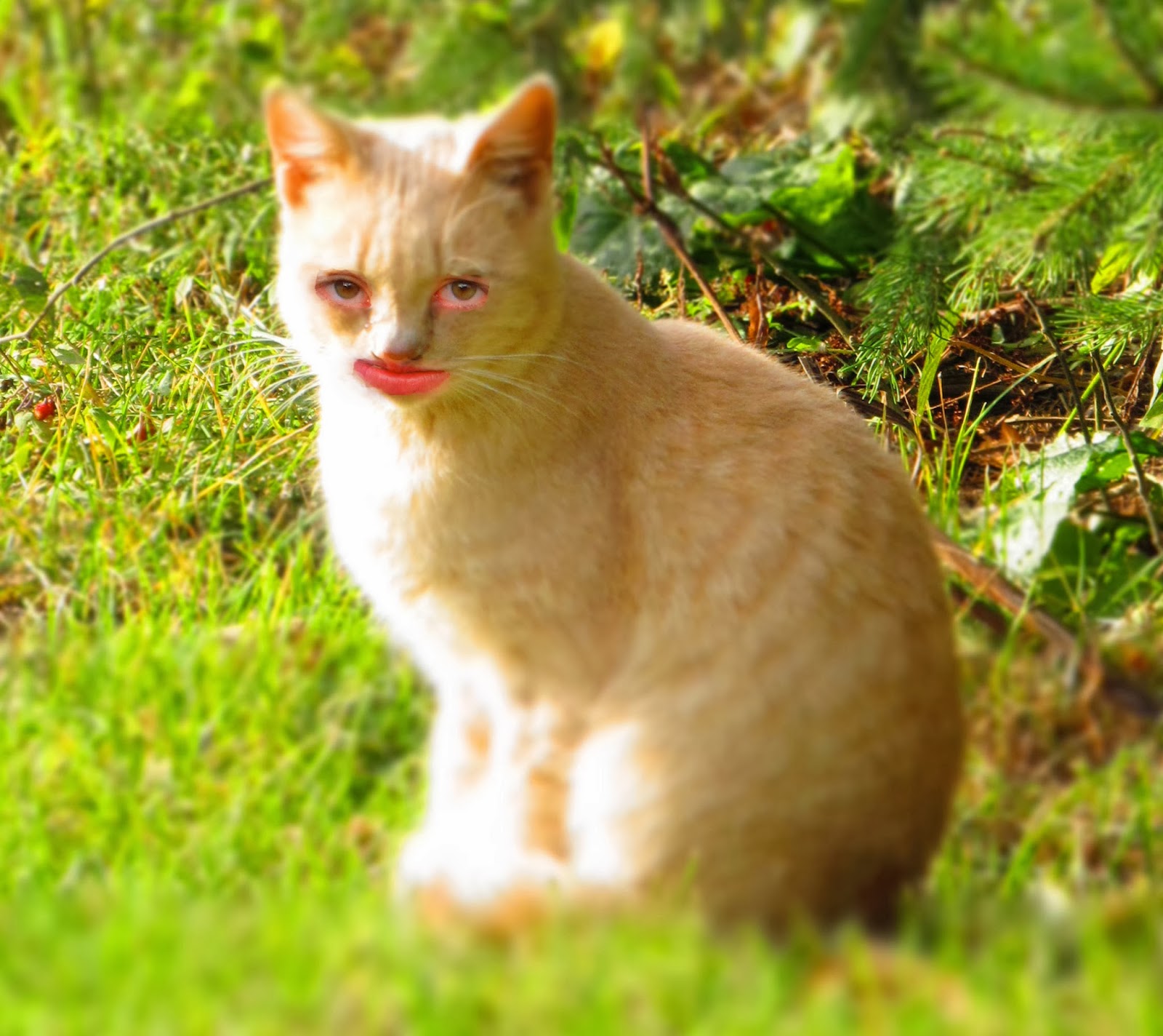 ~Photography~: Animal Morph. Project