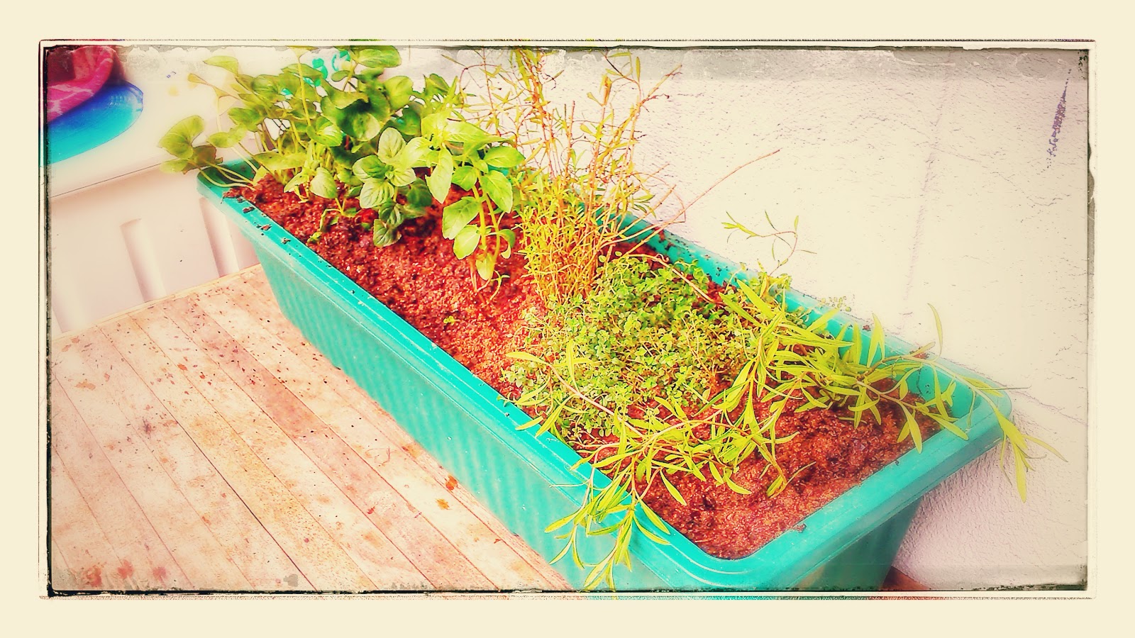 Grouping Plants In A Pot - Pinoy Bonsai