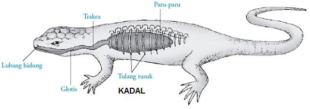 Kadal | belajar blog