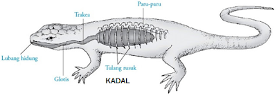 Kadal | belajar blog