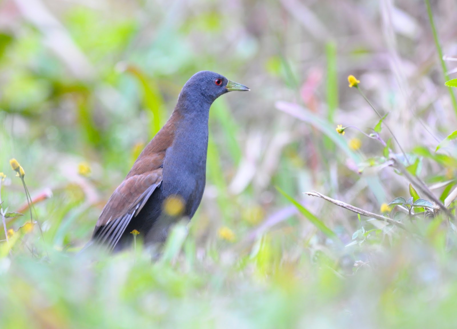 ZOOTHERA BIRDING BLOG: February 2012