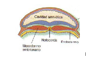 Calendario embrionario : ESTADIO 7