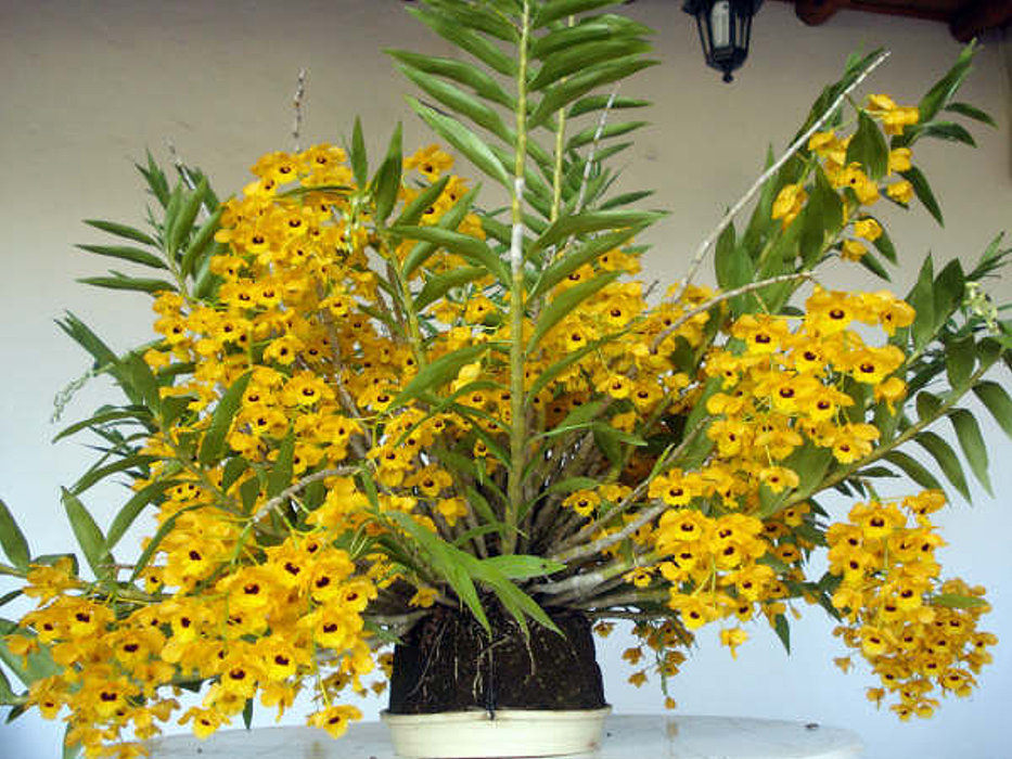 Dendrobium fimbriatum care and culture | Travaldo's blog