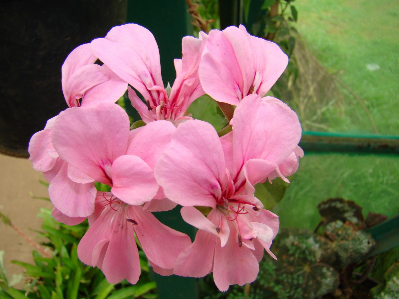 Ganesh Kharat: Ooty Botanical Garden
