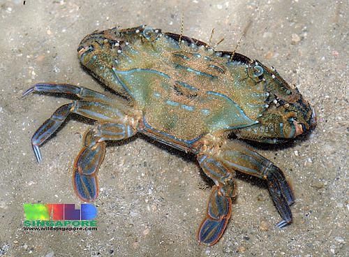 Fantastic Sea: Jenis Jenis Kepiting yang Ada Didasar Laut Maupun Ditepi ...