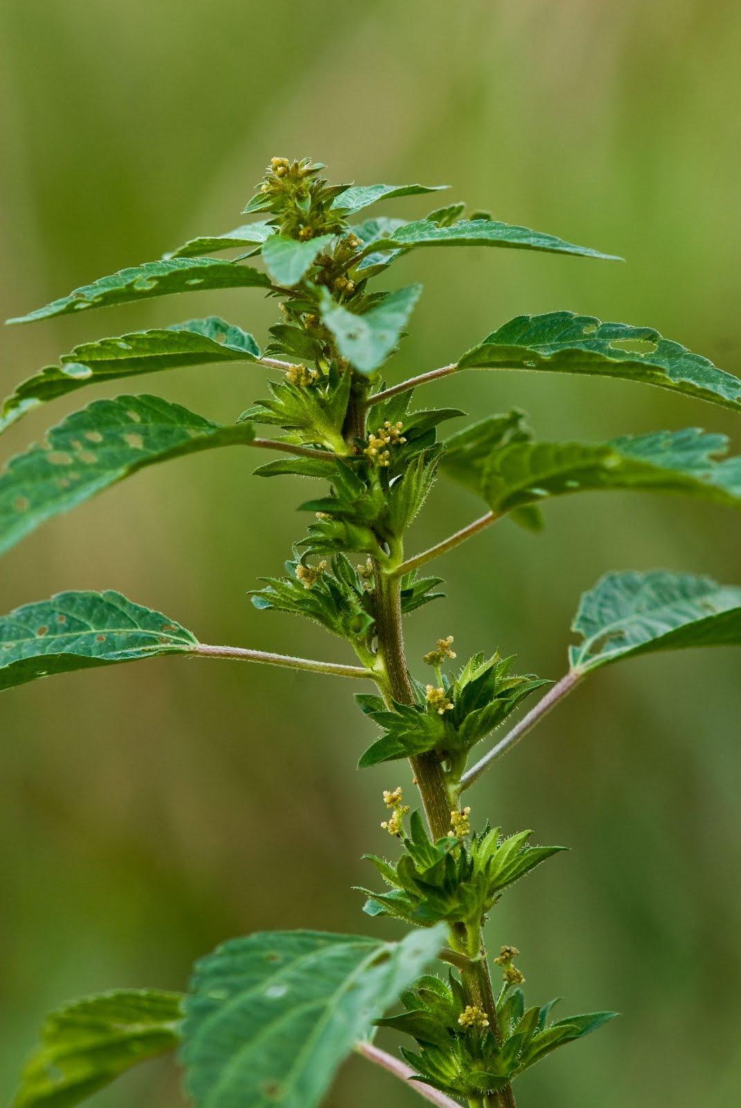 Indiana Plant A Day: Common Threeseed Mercury