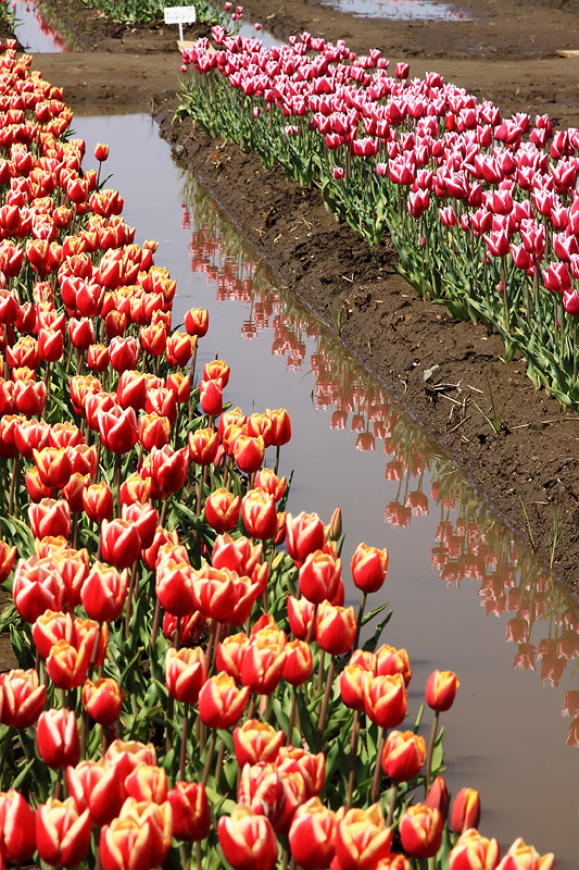 keanpoh Photographer: Tulips in Japan