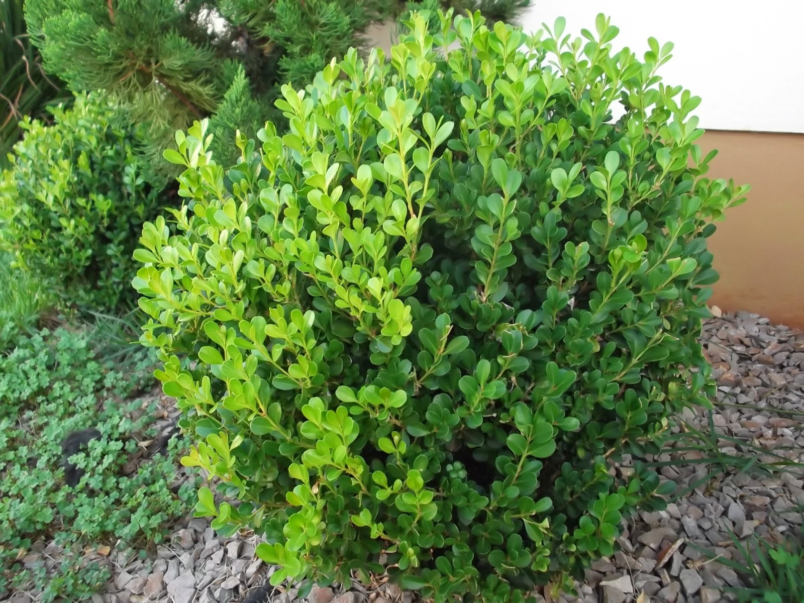 RURAL ATUAL: Buxinho - Informações e orientações