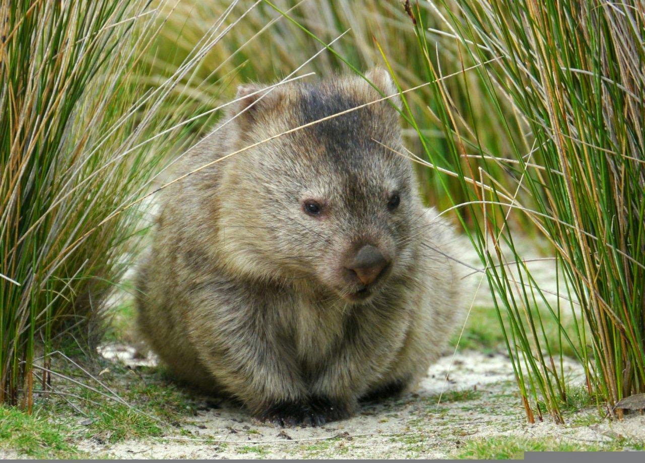 Natureza: Wombat