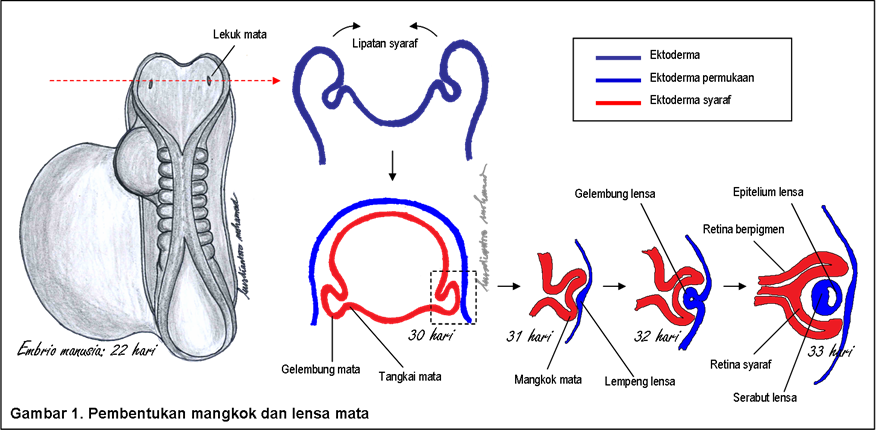 NEURULASI ~ Human's Development