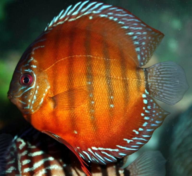Fish Wallpapers: Discus Fish Photos