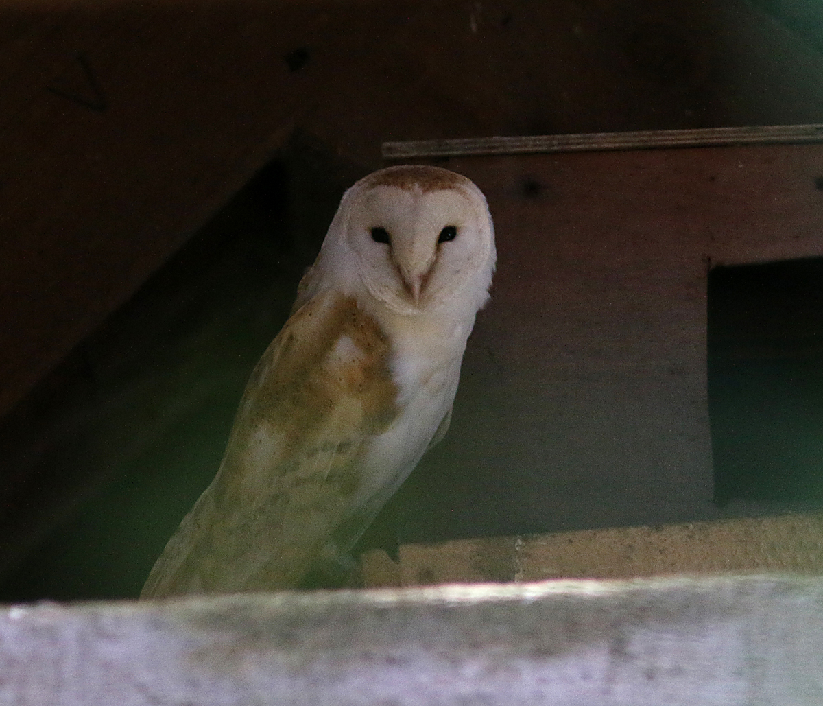 Kerry Birding: New record for oldest Barn Owl
