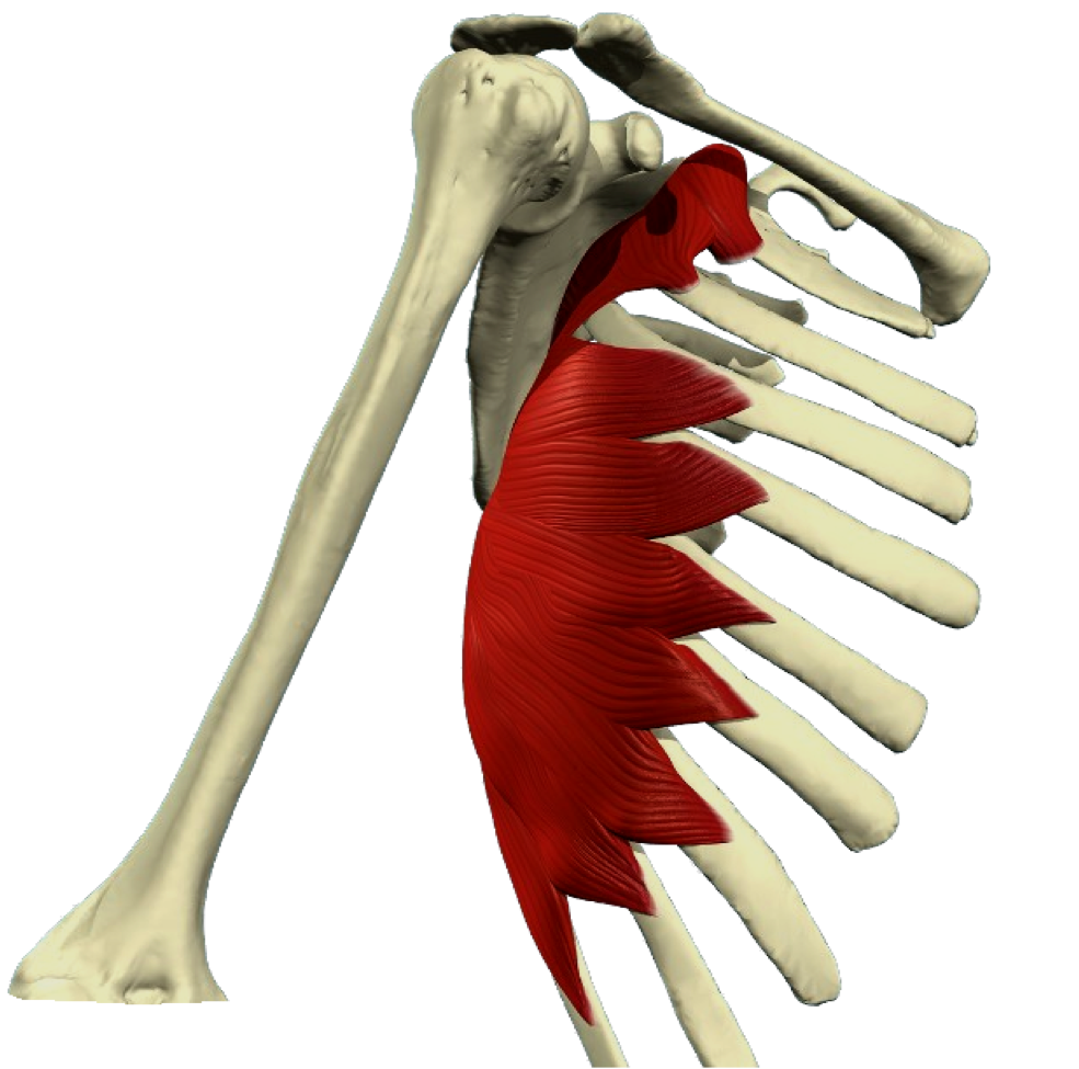 Principales articulaciones sinoviales o diartrosis: Articulaciones ...