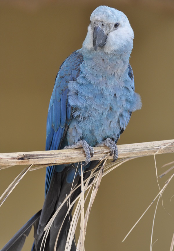 Considerada extinta, ararinha-azul é vista na natureza depois de 14 anos
