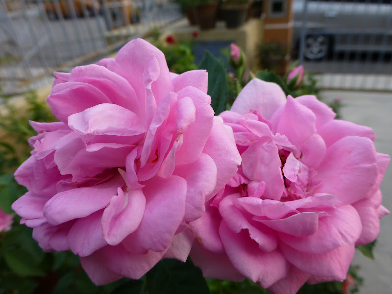 RESEPI NENNIE KHUZAIFAH: ROS KAMPUNG a.k.a DAMASK