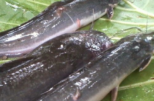 Hama Dan Penyakit Lele Keli Serta Cara Mengatasinya - cara ternak ikan