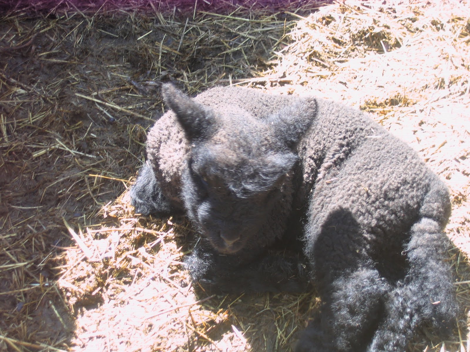 Coon Hollow Farm: Lamb tails and the unmentionable...