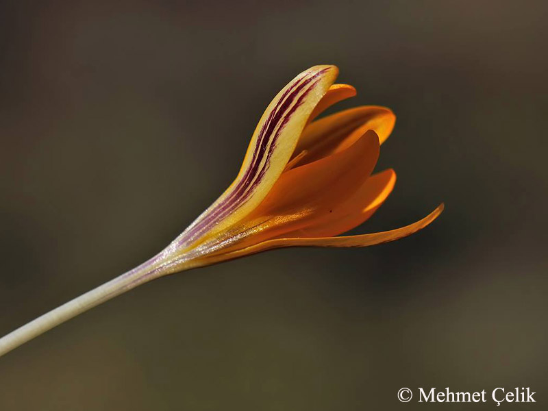 The Country Of Crocuses: Crocus vitellinus