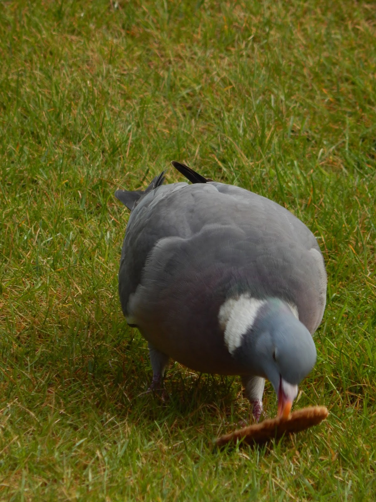 Tattewatteke: FOTO bosduif