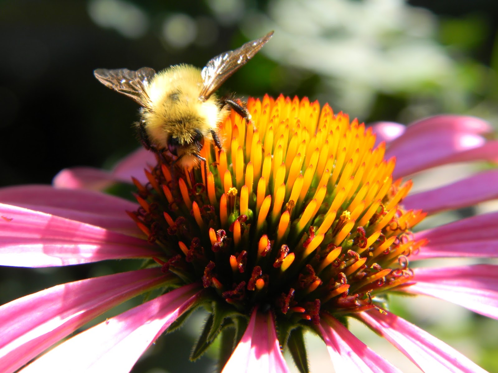Bees, Birds, Berries, and Blooms!: The bees are busy...